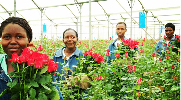 Kenya’s Flower Industry Prepared for New EU Standards – CS Kagwe - The ...