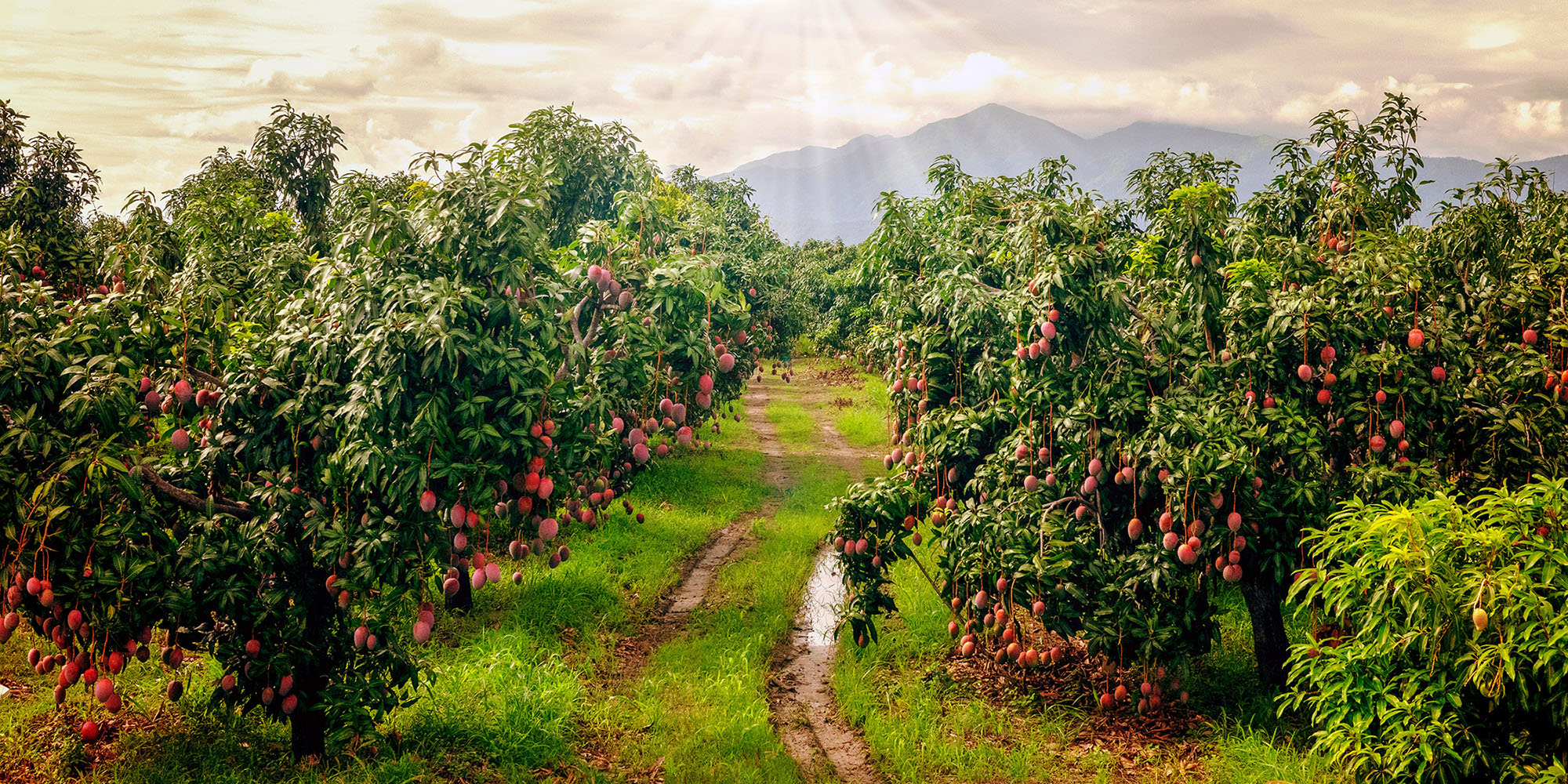 Kitui Farmers Watch Mangoes Rot Amid Market Shortage - The Lower ...